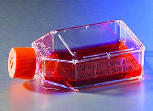 Corning: Buy Cell culture flask, Corning (45 ml, vented c...